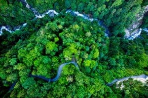 Der Stockwerkbau des Regenwaldes - waldpedia.de