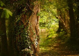 Der Stockwerkbau des Regenwaldes - waldpedia.de