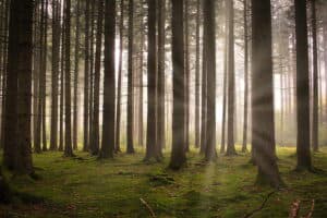 Der Stockwerkbau des Regenwaldes - waldpedia.de