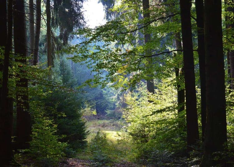 Willkommen auf Waldpedia.de – Wald Wissensportal! - waldpedia.de